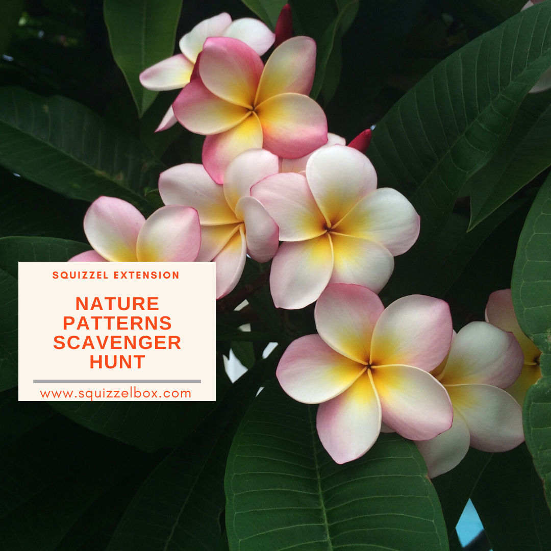 Patterns in Nature - Nature Scavenger Hunt – Squizzel Box