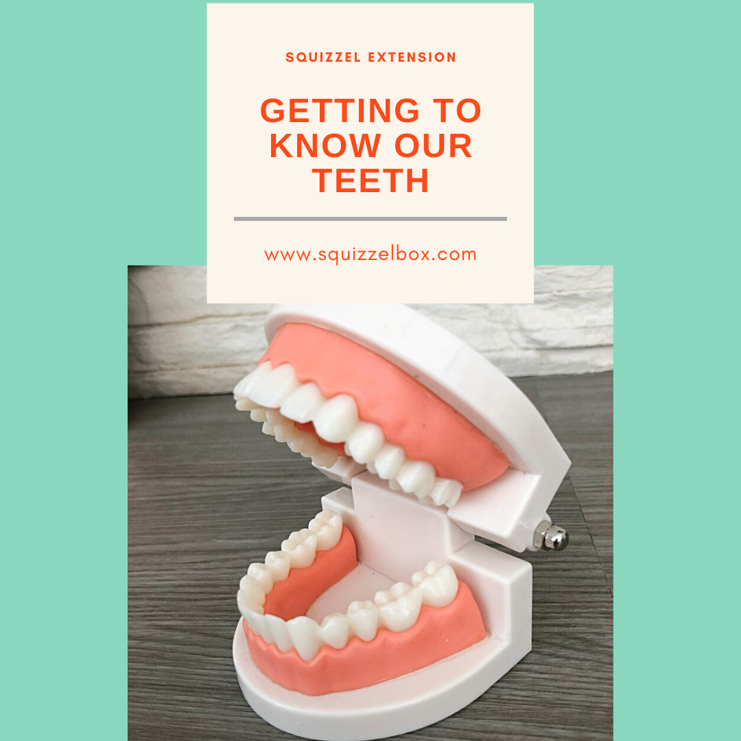 Getting To Know Our Teeth – Squizzel Box