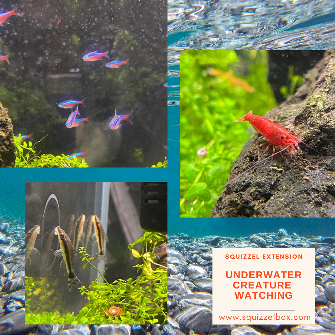 Underwater Creature Sightings – Squizzel Box